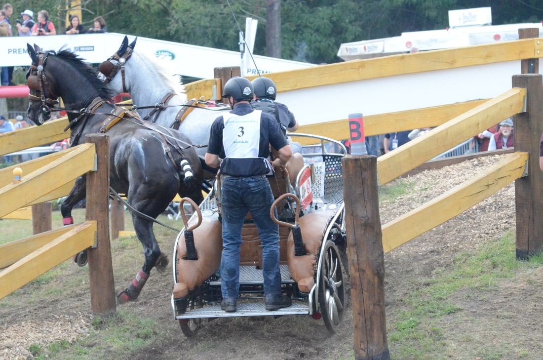 Die Zweispänner-WM in Drebkau - Reitsport Portal